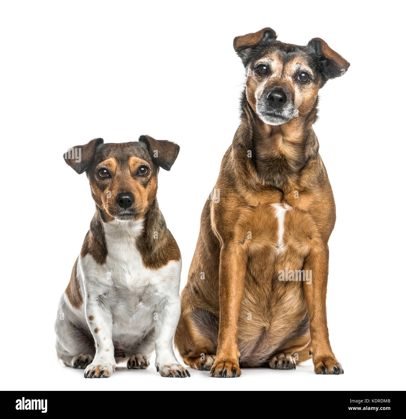 Two dogs sitting side by side, isolated on white Stock Photo - Alamy