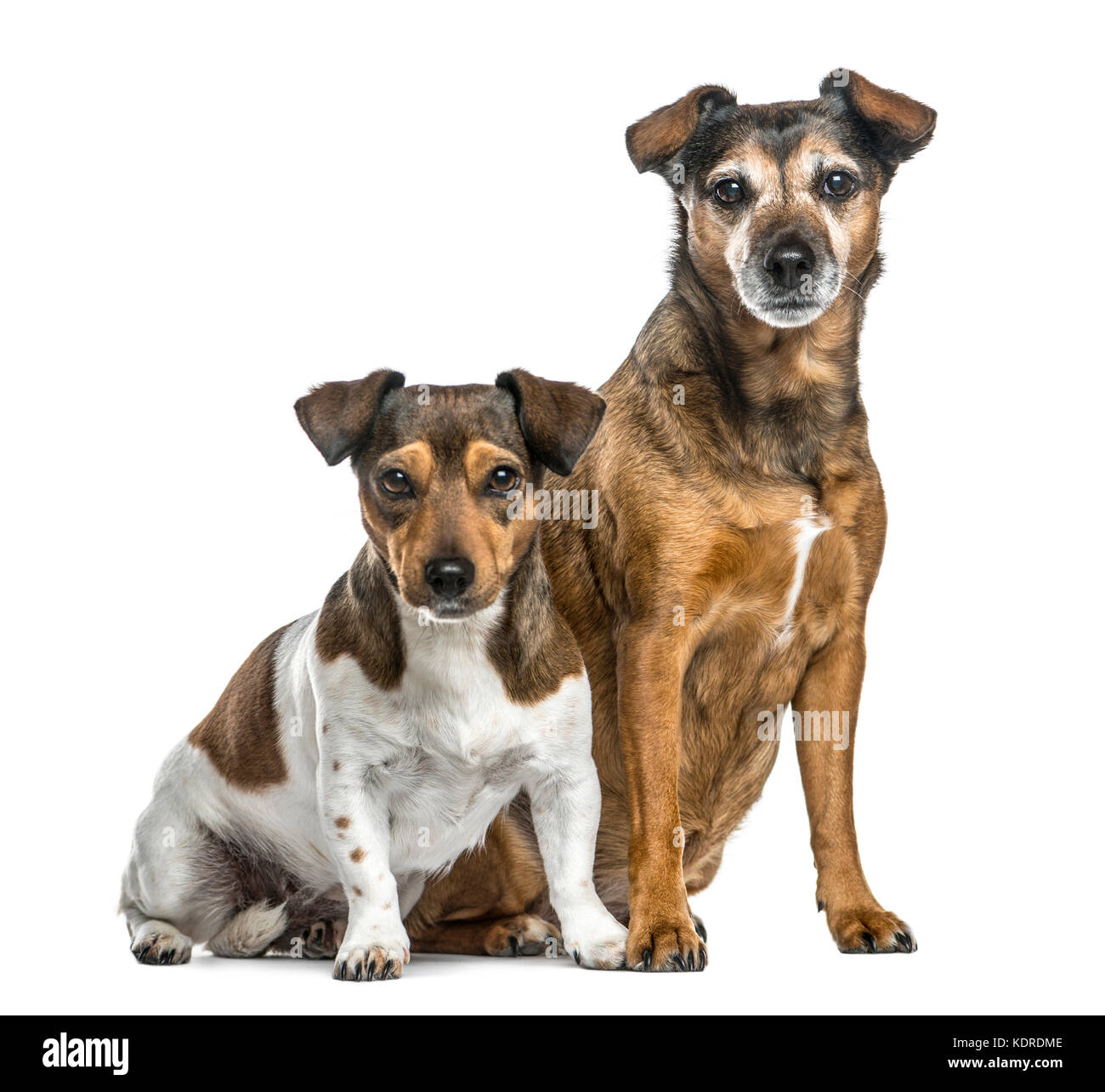 Two dogs sitting side by side, isolated on white Stock Photo - Alamy