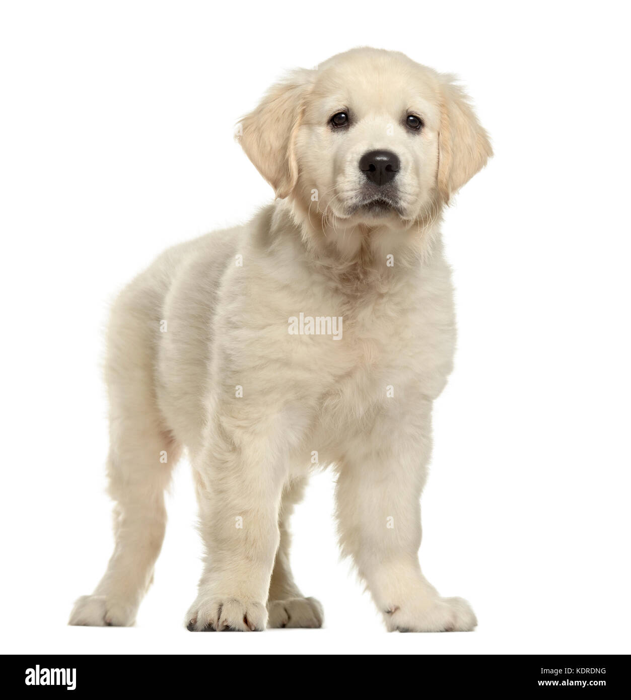 Golden retriever puppy standing hi-res stock photography and images - Alamy