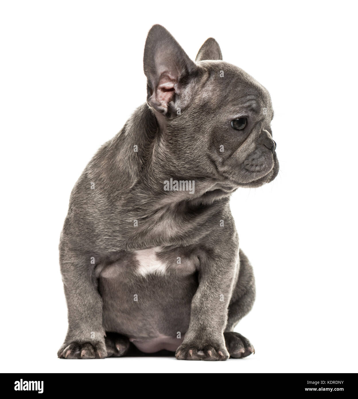 Grey french bulldog puppy sitting, isolated on white Stock Photo - Alamy
