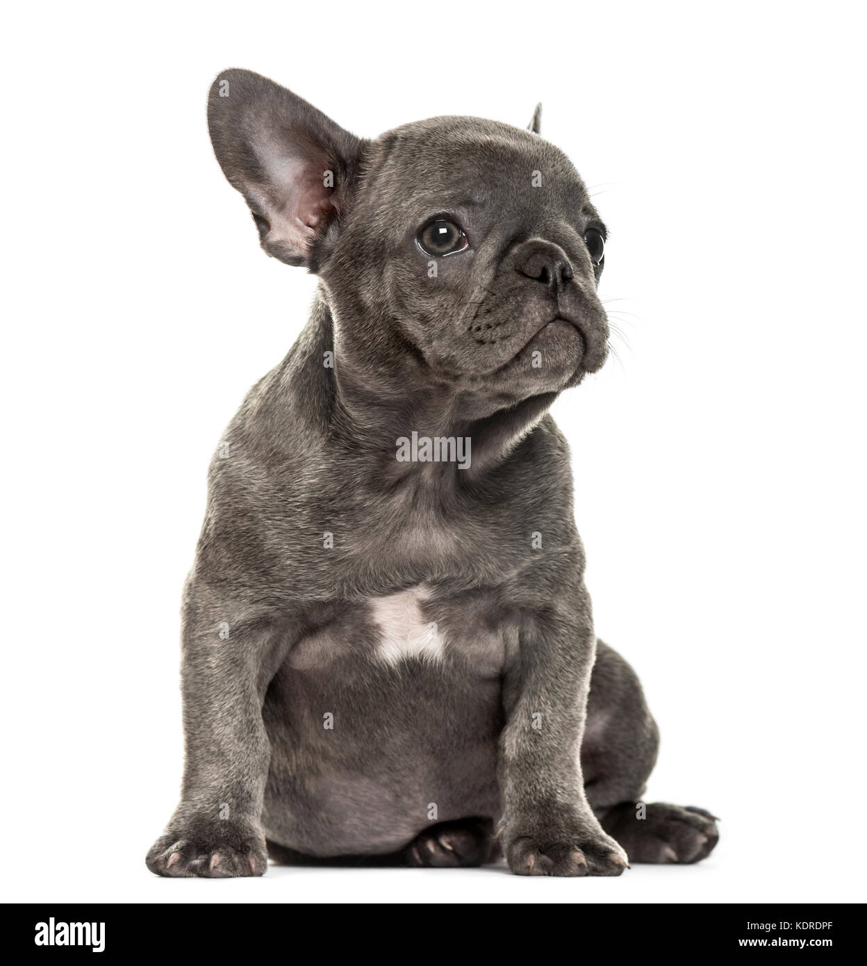 Grey french bulldog puppy sitting, isolated on white Stock Photo - Alamy