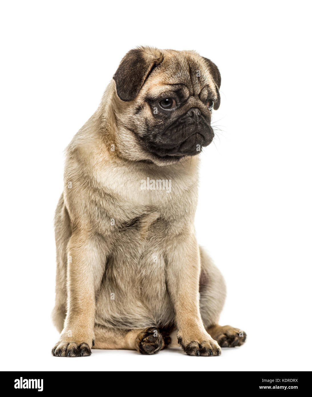 Pug dog sitting down hi-res stock photography and images - Alamy