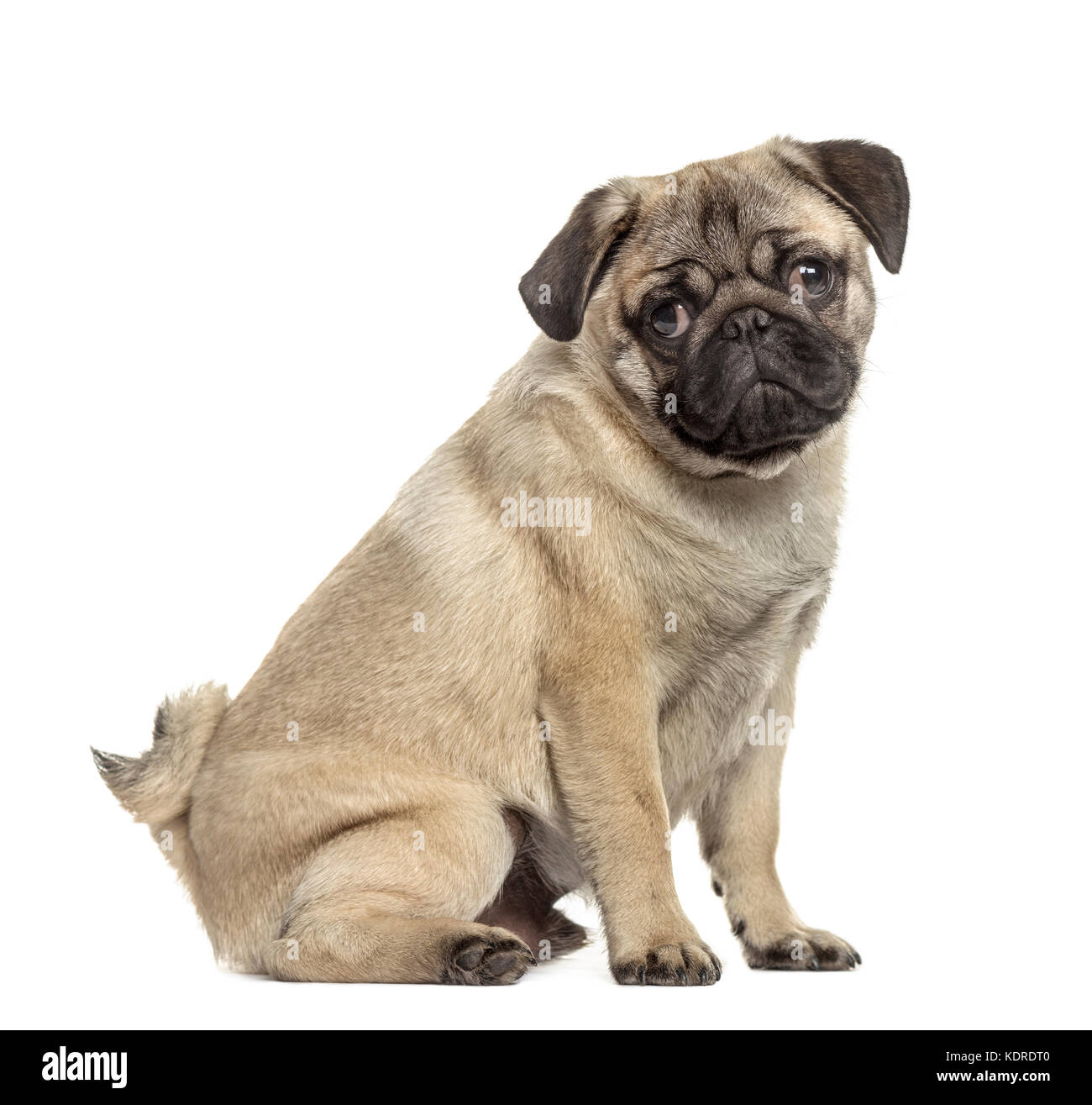 Side view of a pug sitting, isolated on white Stock Photo - Alamy
