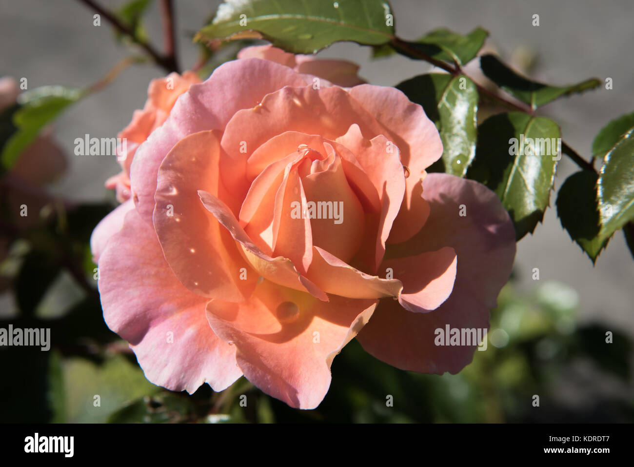 Rose Bush Stems High Resolution Stock Photography and Images - Alamy
