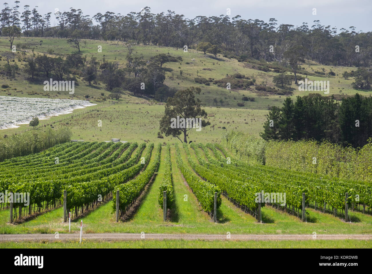 Vineyards at the Devil's Corner Vineyard, Tasmania Stock Photo - Alamy