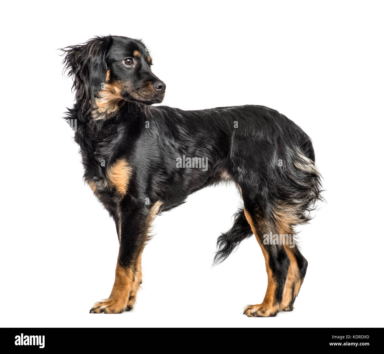 Close-up of a mixed-breed dog looking backwards, isolated on white ...