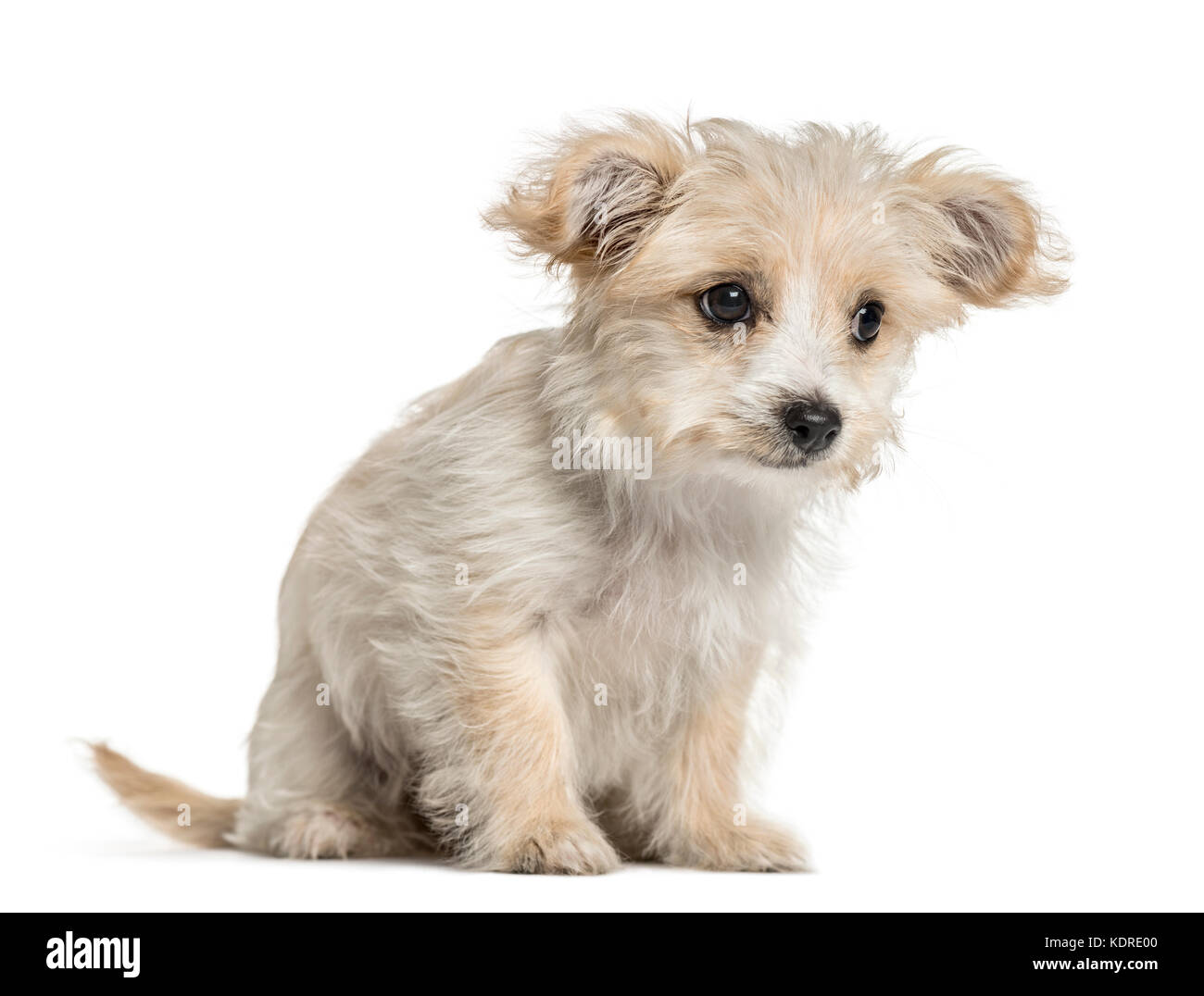 crossbreed dog puppy sitting, isolated on white Stock Photo - Alamy
