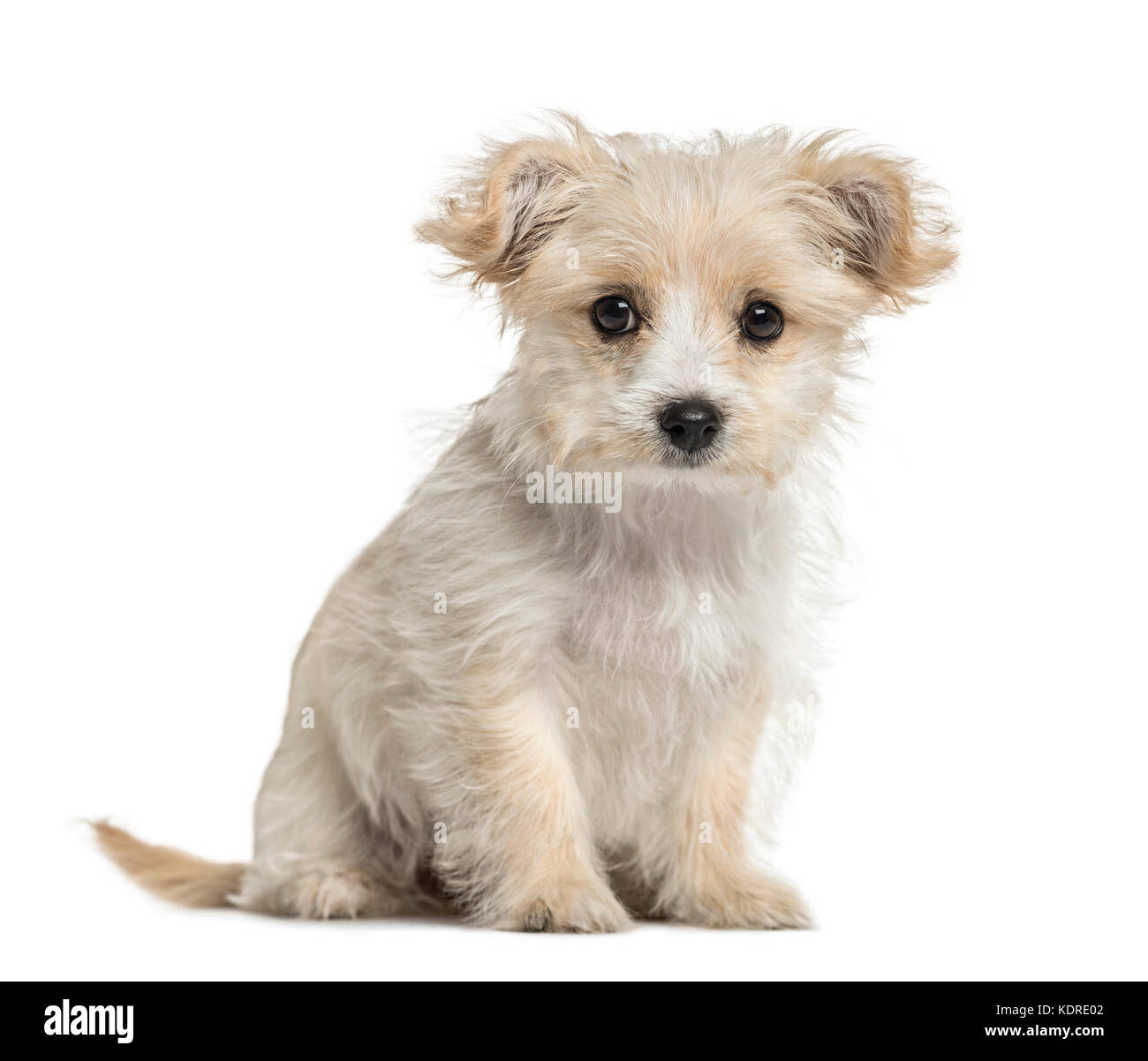 crossbreed dog puppy sitting, isolated on white Stock Photo - Alamy