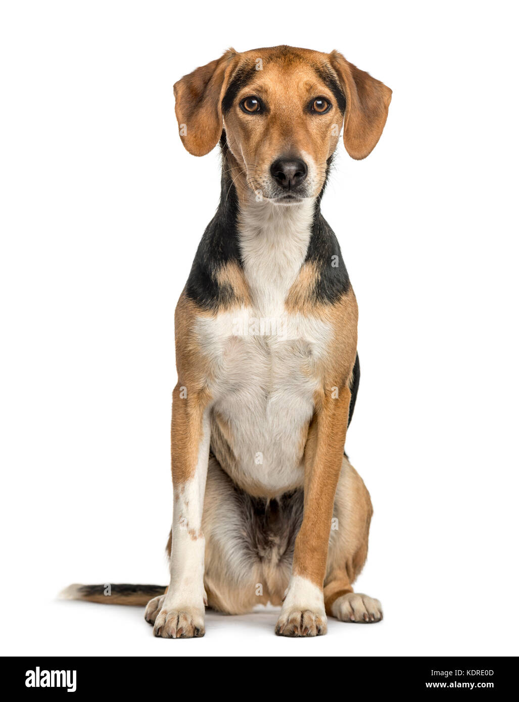 Crossbreed dog sitting, isolated on white Stock Photo - Alamy