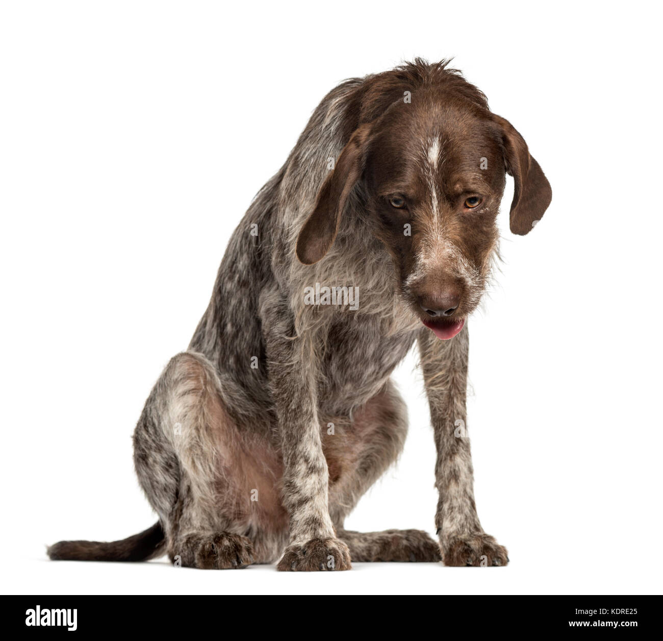 Crossbreed dog looking down, isolated on white Stock Photo - Alamy