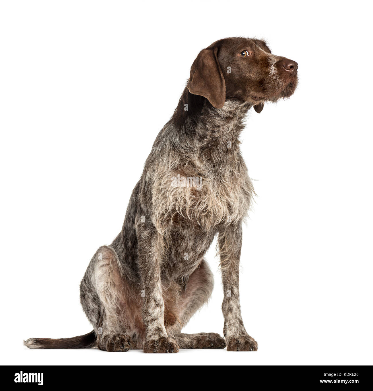 Crossbreed dog looking away, isolated on white Stock Photo - Alamy