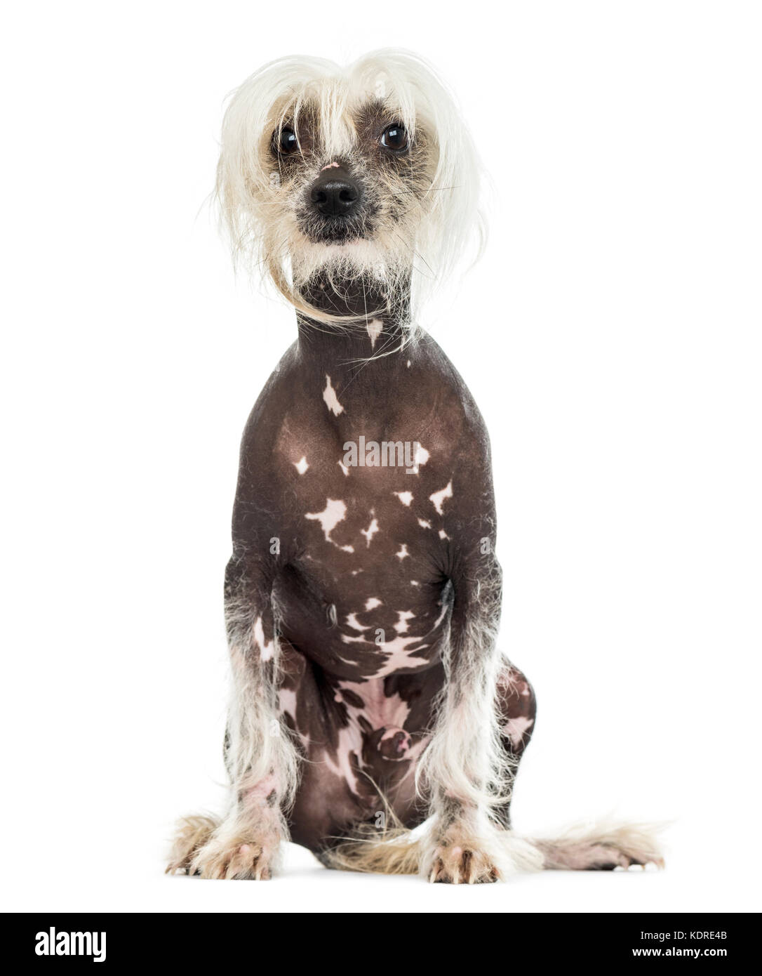 Chinese dog hi-res stock photography and images - Alamy