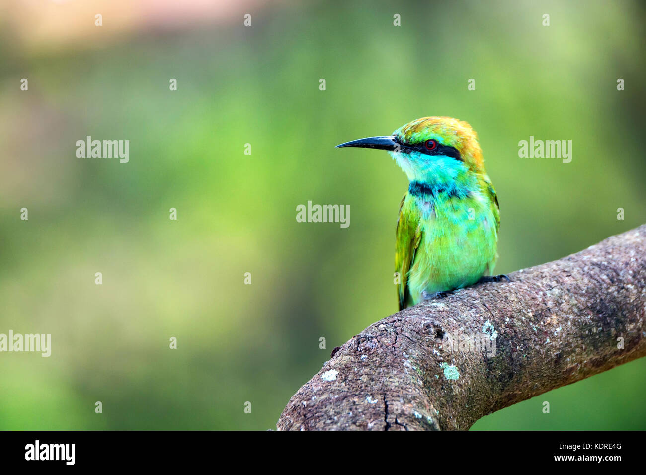 Juvenile bee eater hi-res stock photography and images - Alamy