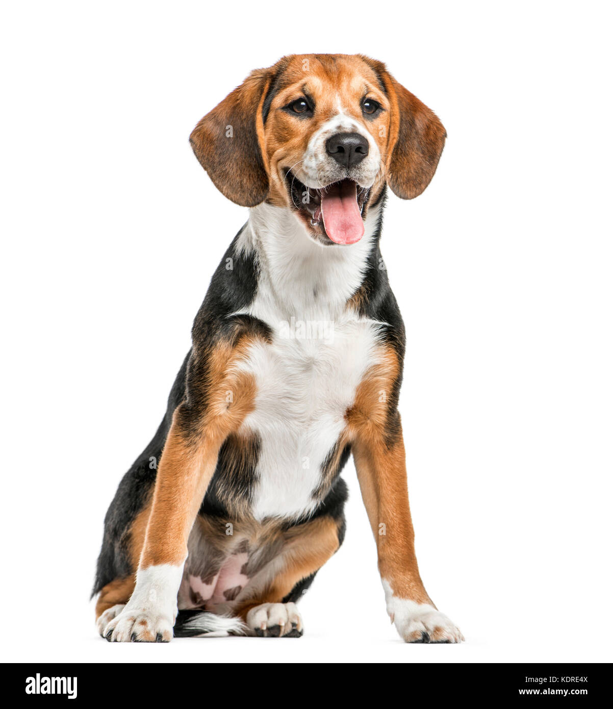 Beagle sitting and panting, isolated on white Stock Photo - Alamy