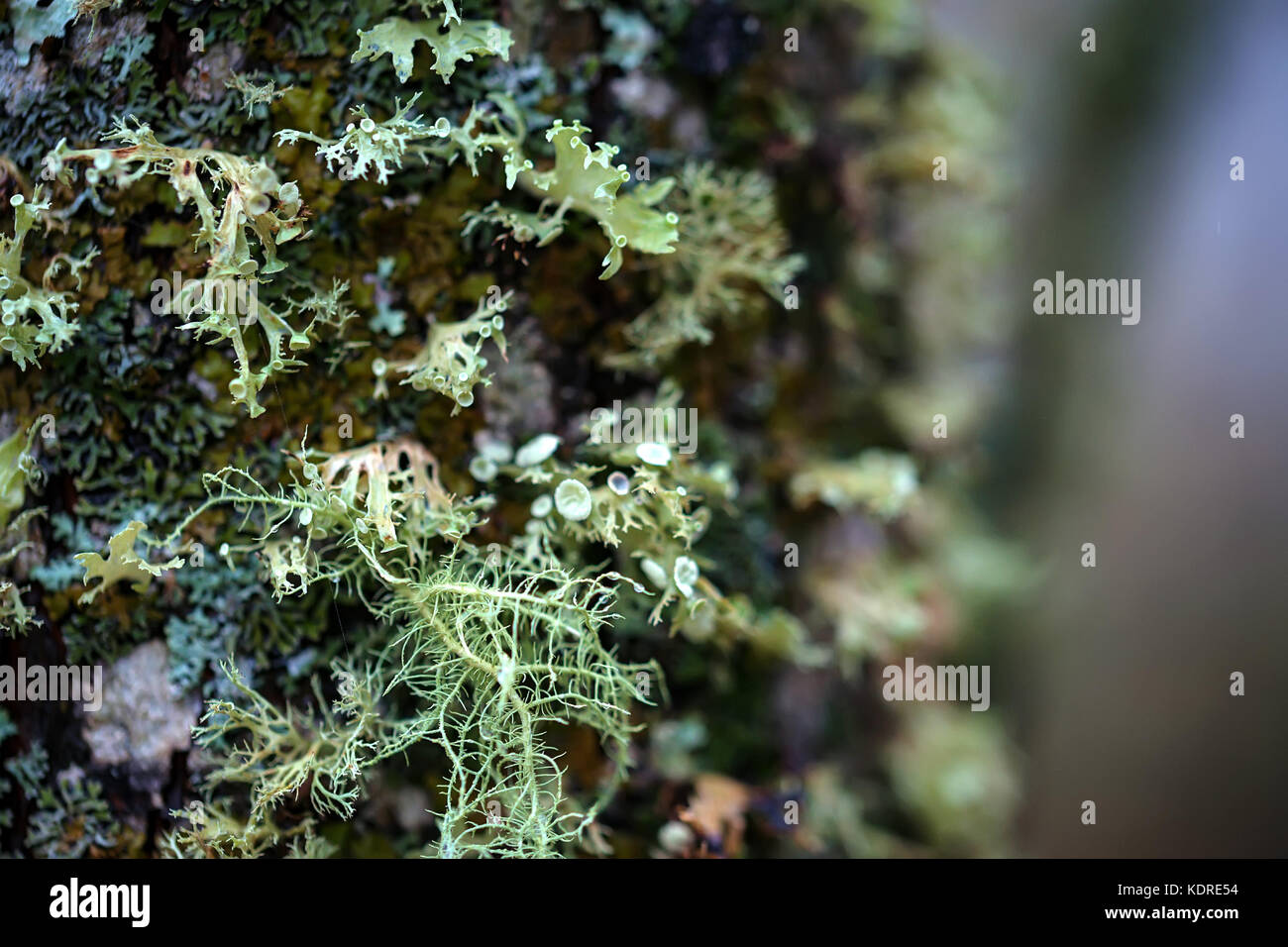 Close up of colorful lichen Stock Photo - Alamy