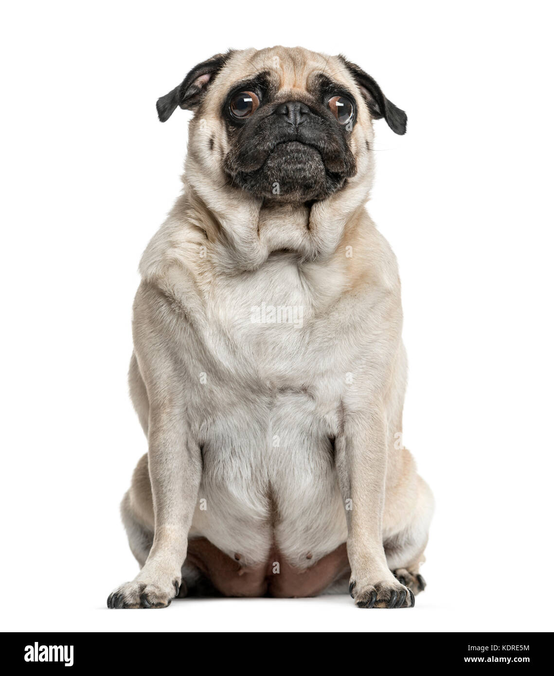 Pug sitting, isolated on white Stock Photo - Alamy