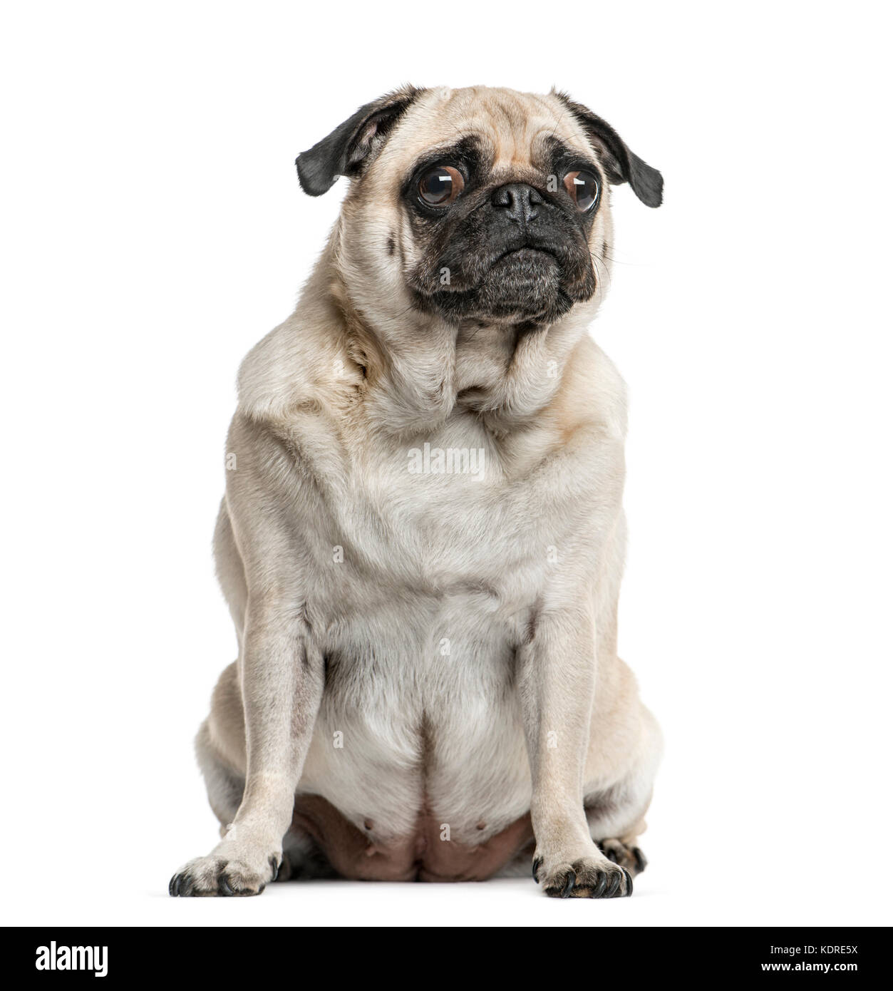 Pug sitting, isolated on white Stock Photo - Alamy