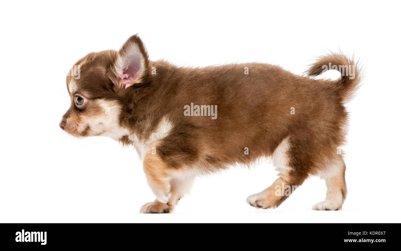 Side view of a chihuahua walking, isolated on white Stock Photo - Alamy