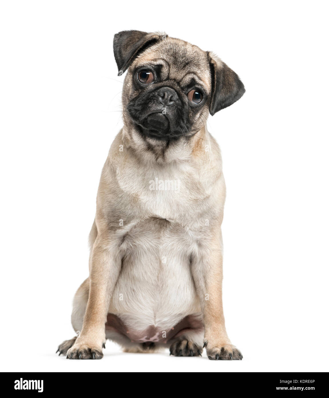 Pug sitting, isolated on white Stock Photo - Alamy