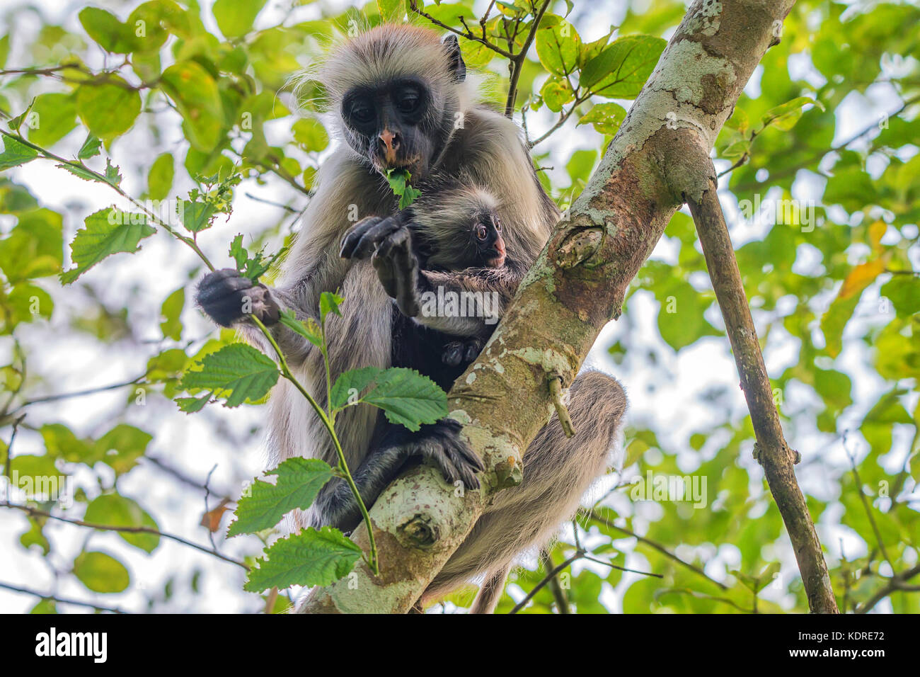 Zanzibar red colobus or Procolobus kirkii Stock Photo - Alamy