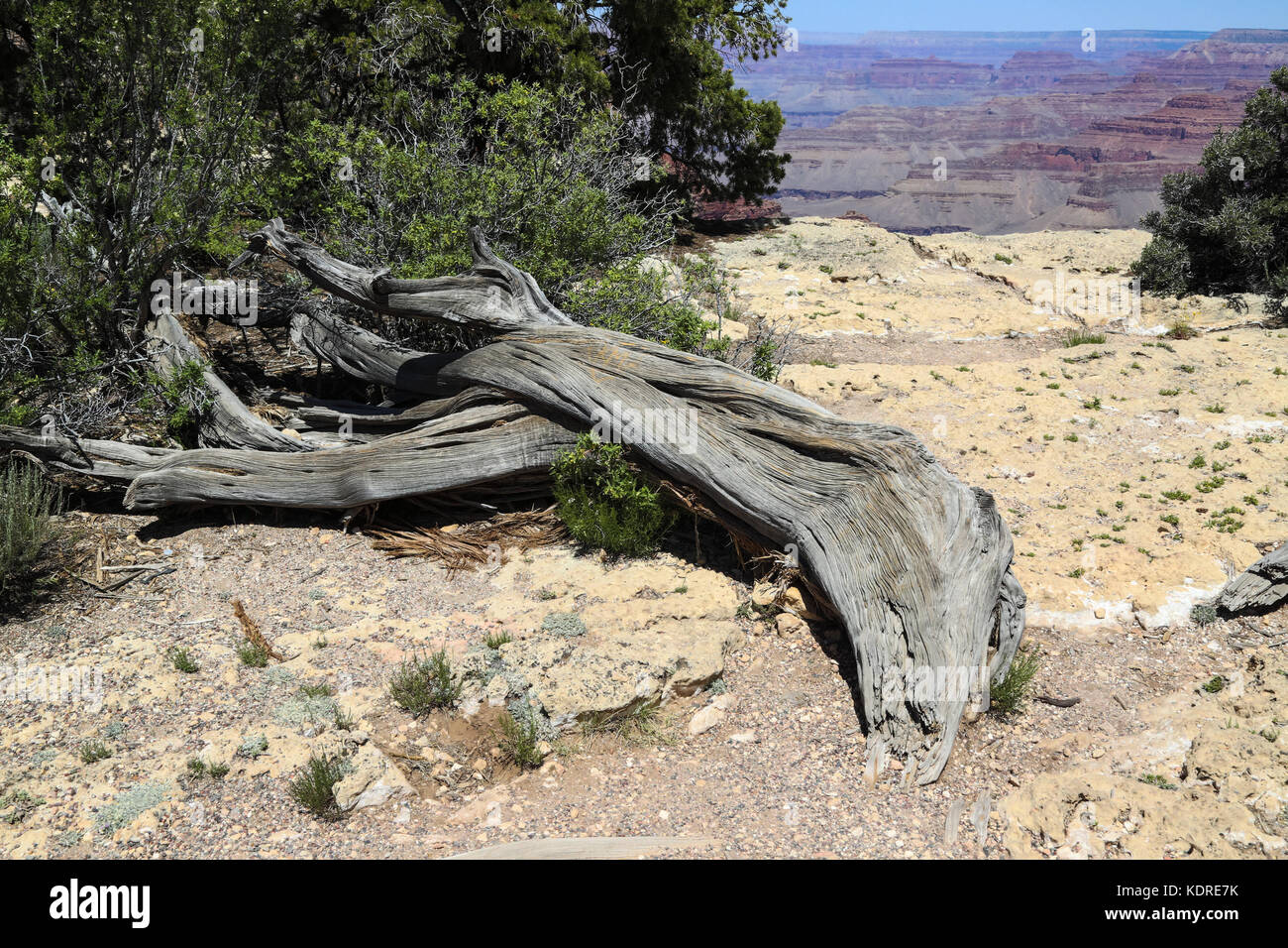 Dead tree trunk - Utah juniper (Juniperous osteosperma) on south rim of ...