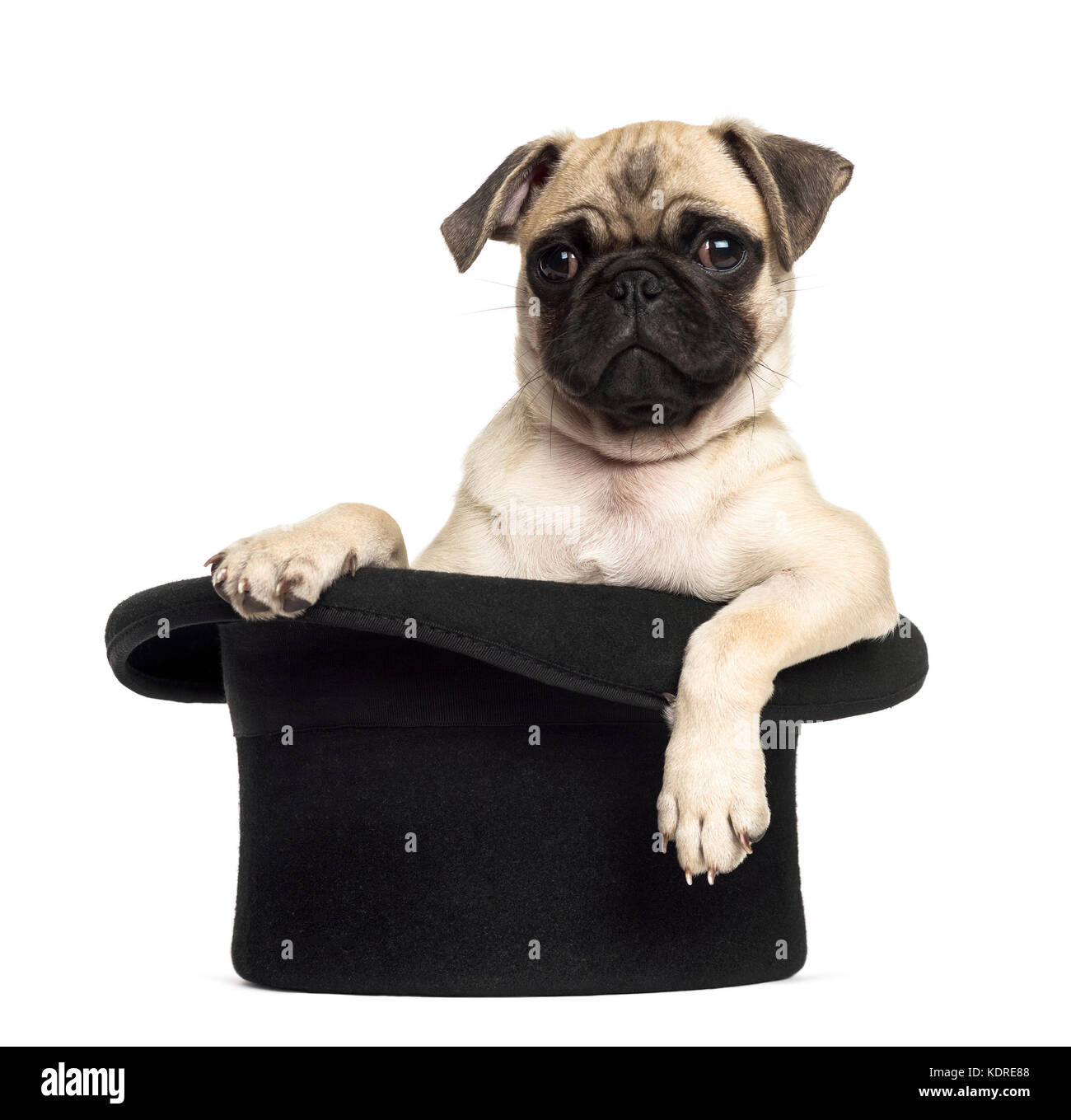 Pug in a black hat hi-res stock photography and images - Alamy