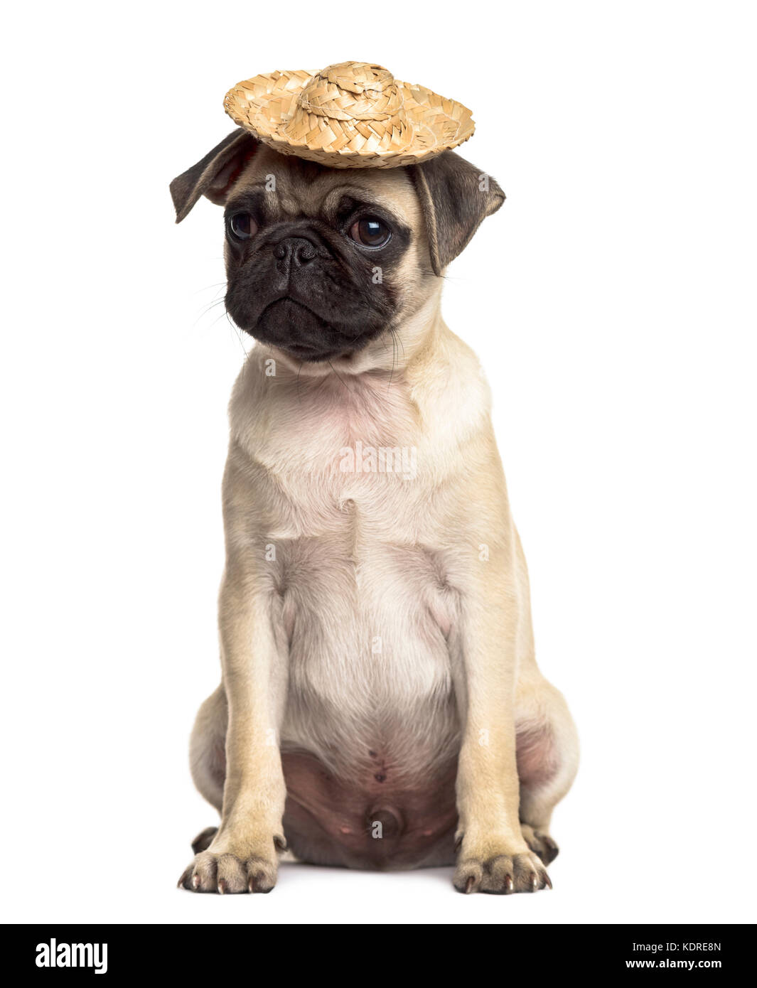 Pug sitting with a hat, isolated on white Stock Photo - Alamy