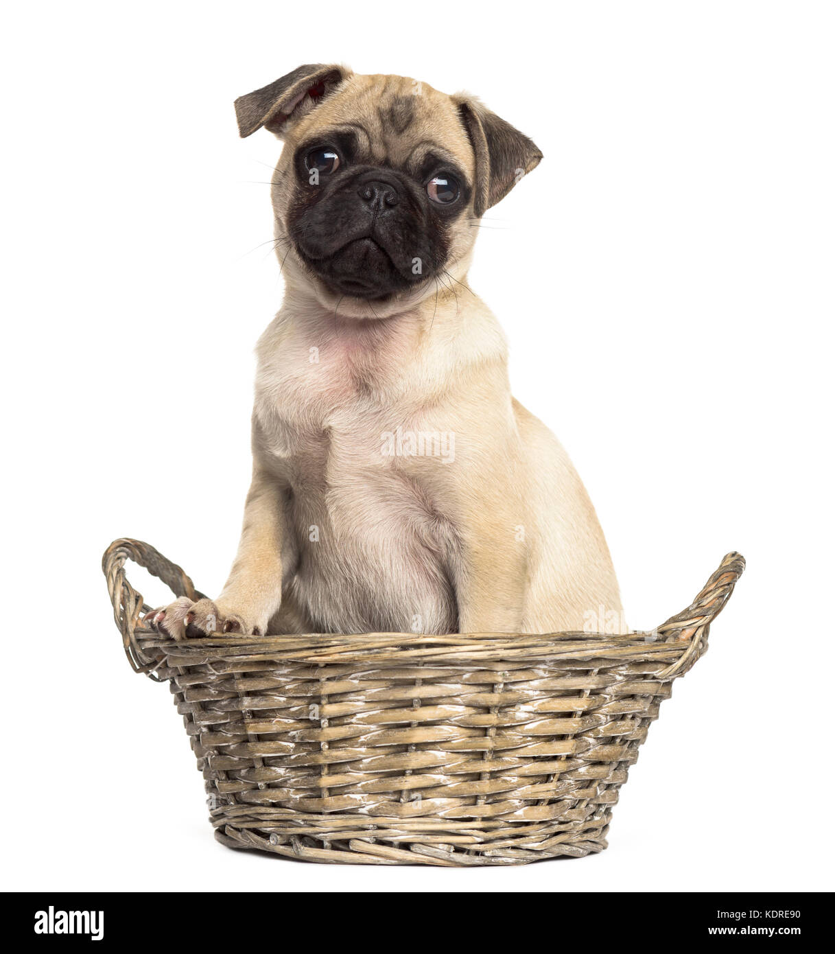 Pug sitting in a wicker basket, isolated on white Stock Photo - Alamy