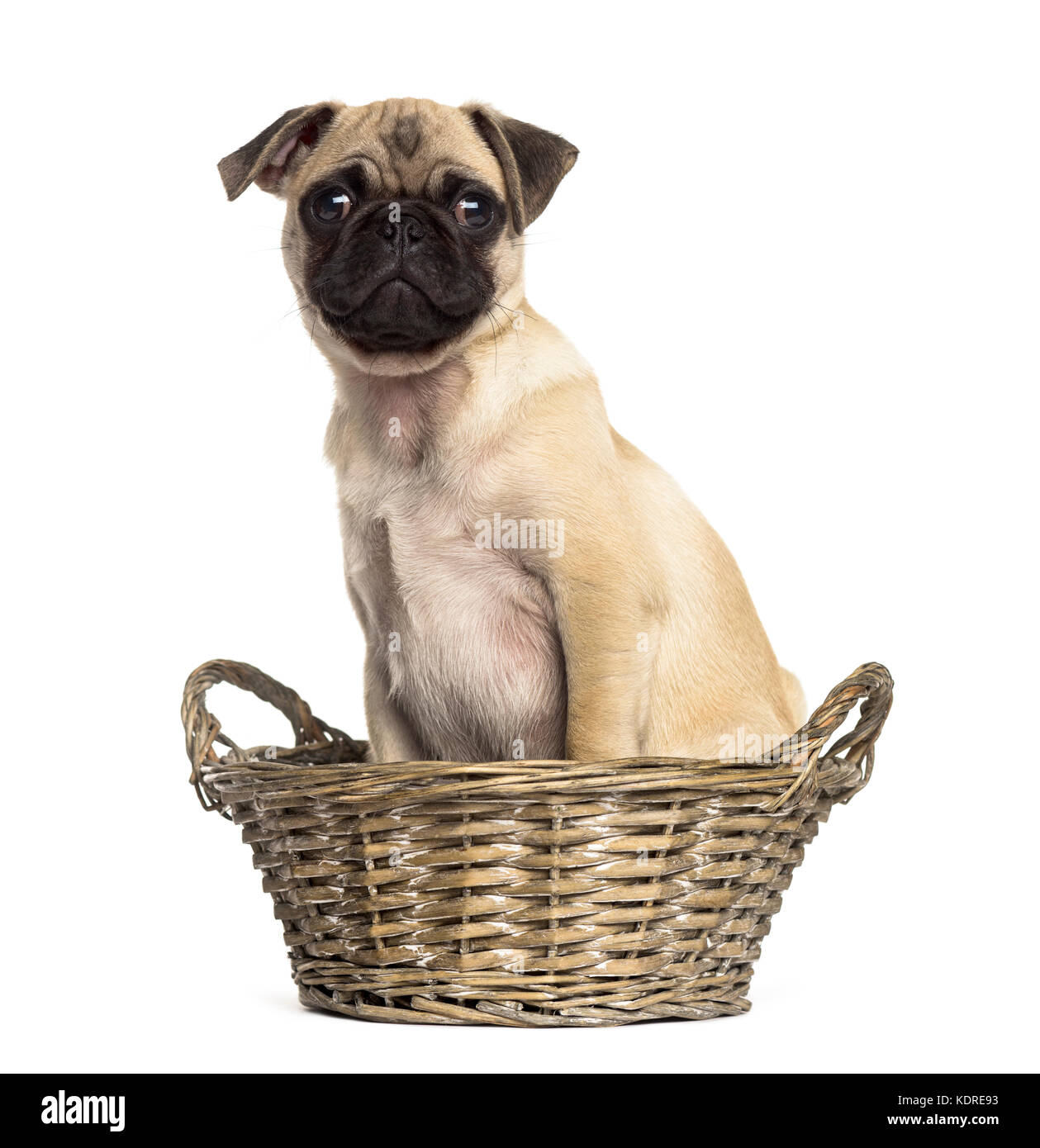 Pug sitting hi-res stock photography and images - Alamy