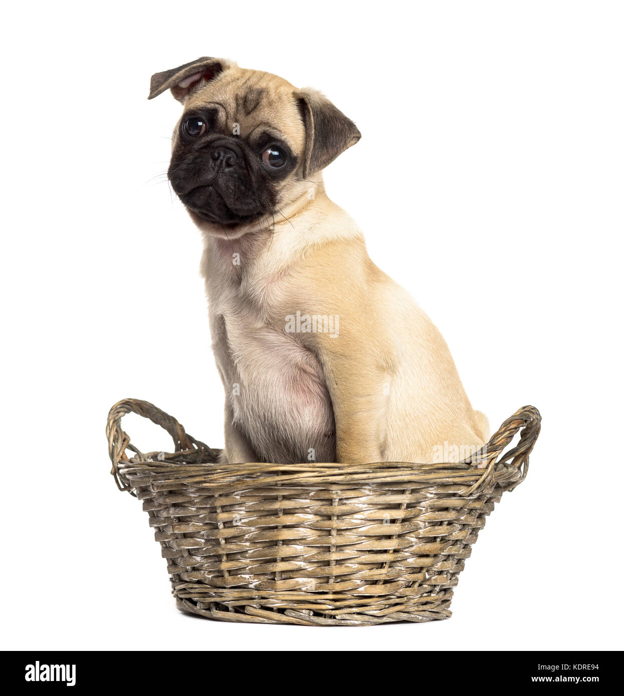 Pug sitting in a wicker basket, isolated on white Stock Photo - Alamy