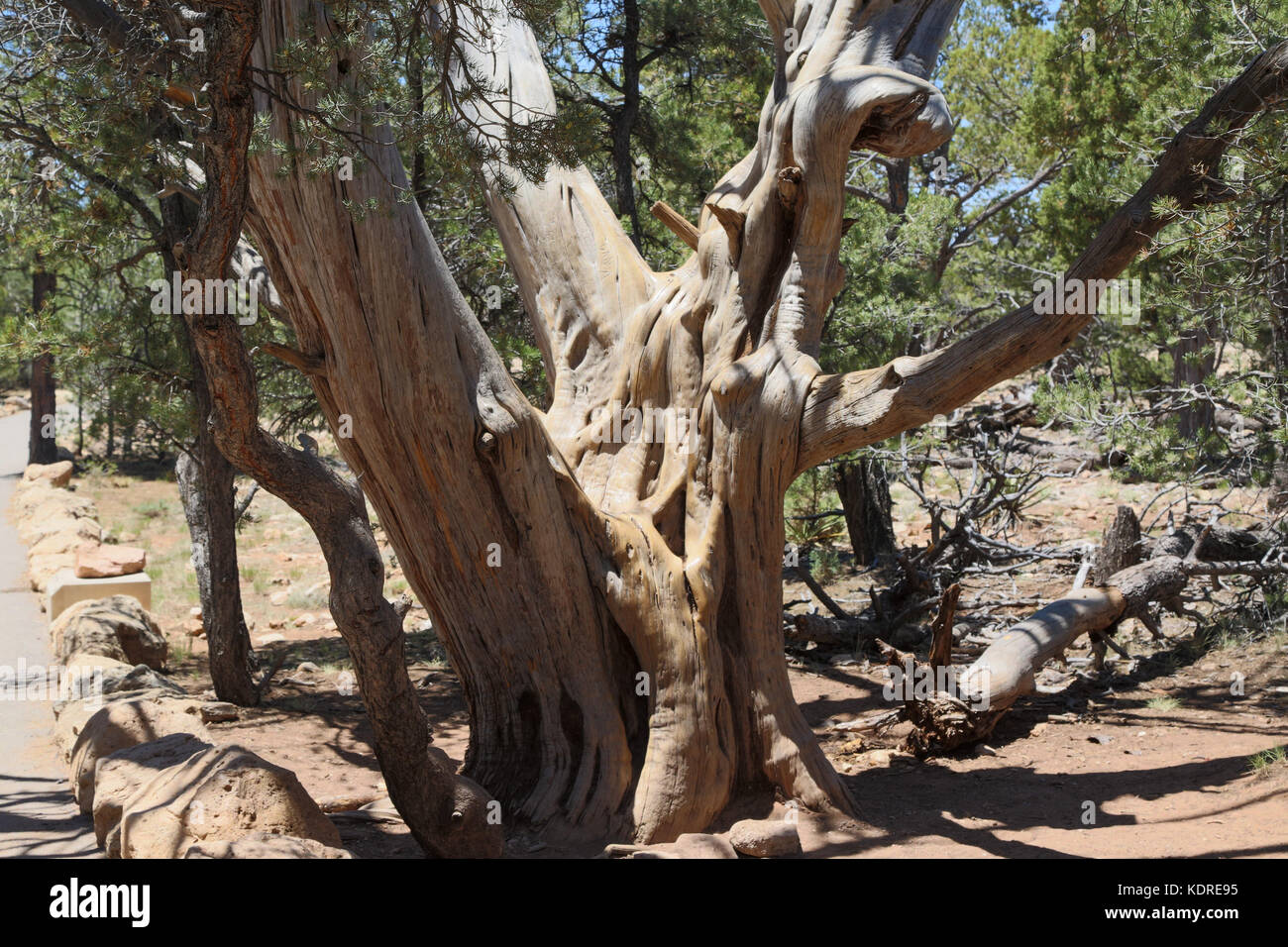 Standing dead juniper hi-res stock photography and images - Alamy