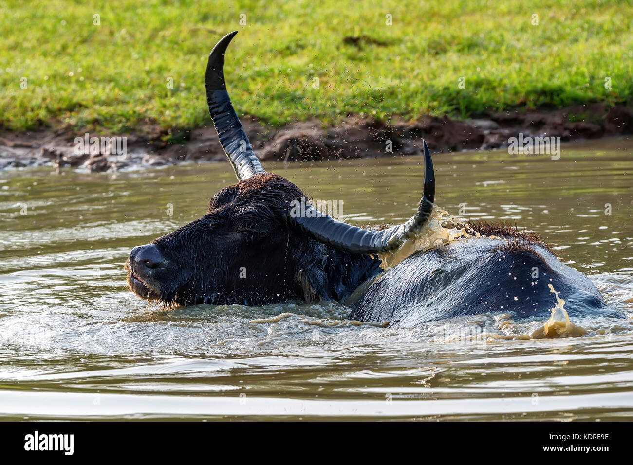 Asian water buffalo or Bubbalus bubbalis Stock Photo - Alamy
