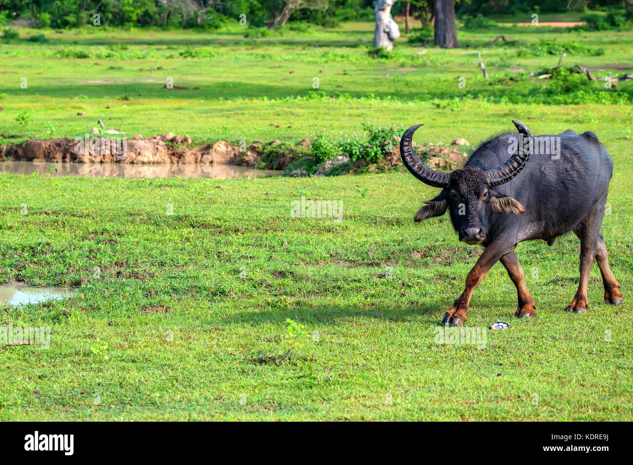 Asian water buffalo or Bubbalus bubbalis Stock Photo - Alamy