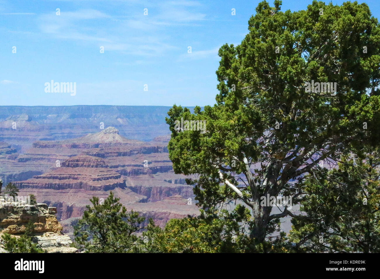 Juniper tree grand canyon hi-res stock photography and images - Alamy