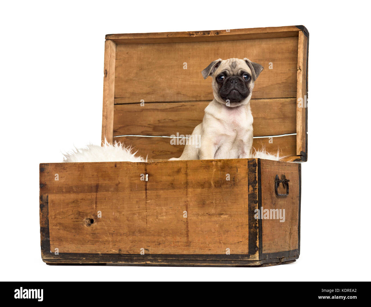 Pug sitting in a wooden chest, isolated on white Stock Photo - Alamy