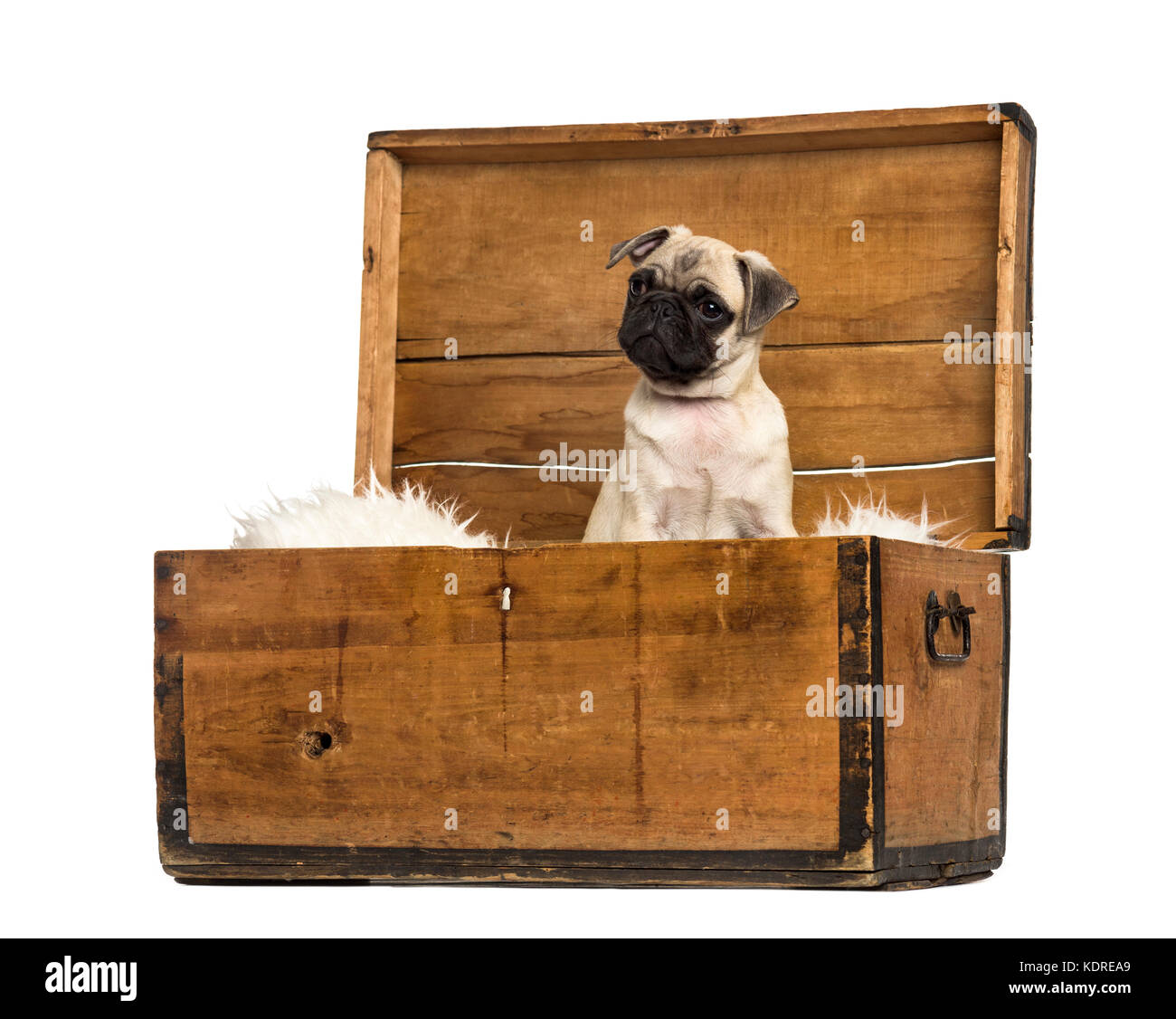 Pug sitting in a wooden chest, isolated on white Stock Photo - Alamy