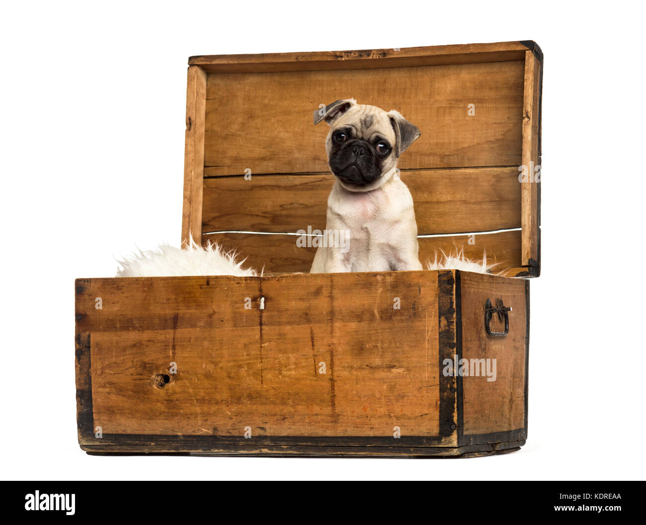 White chest dog hi-res stock photography and images - Alamy