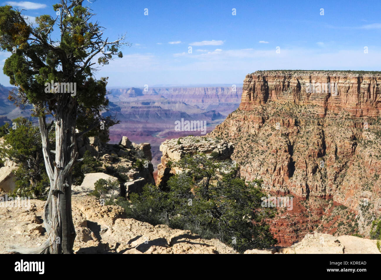 Juniper Tree Grand Canyon High Resolution Stock Photography and Images ...