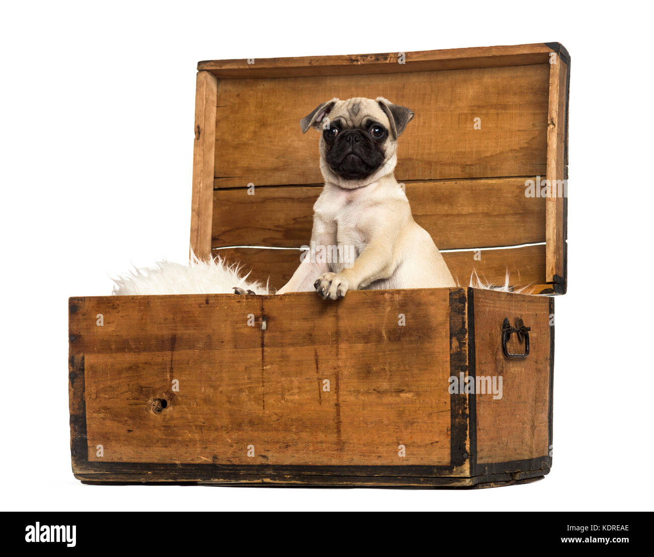 White chest dog hi-res stock photography and images - Alamy