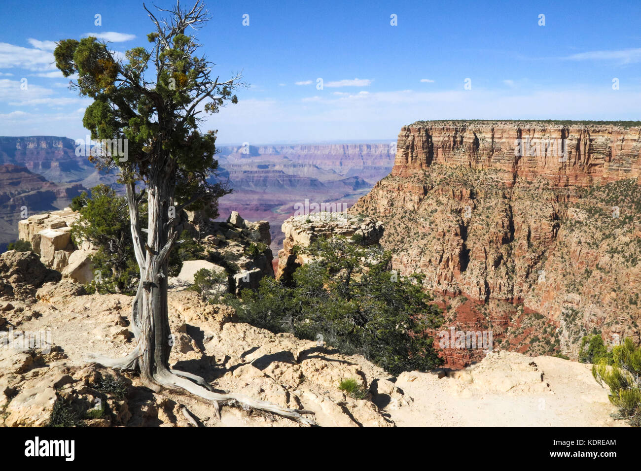 Juniper tree grand canyon hi-res stock photography and images - Alamy