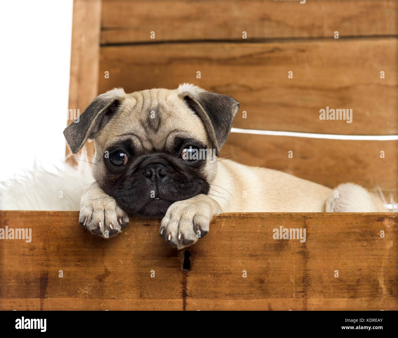 Close-up of a pug in a wooden chest, isolated on white Stock Photo - Alamy
