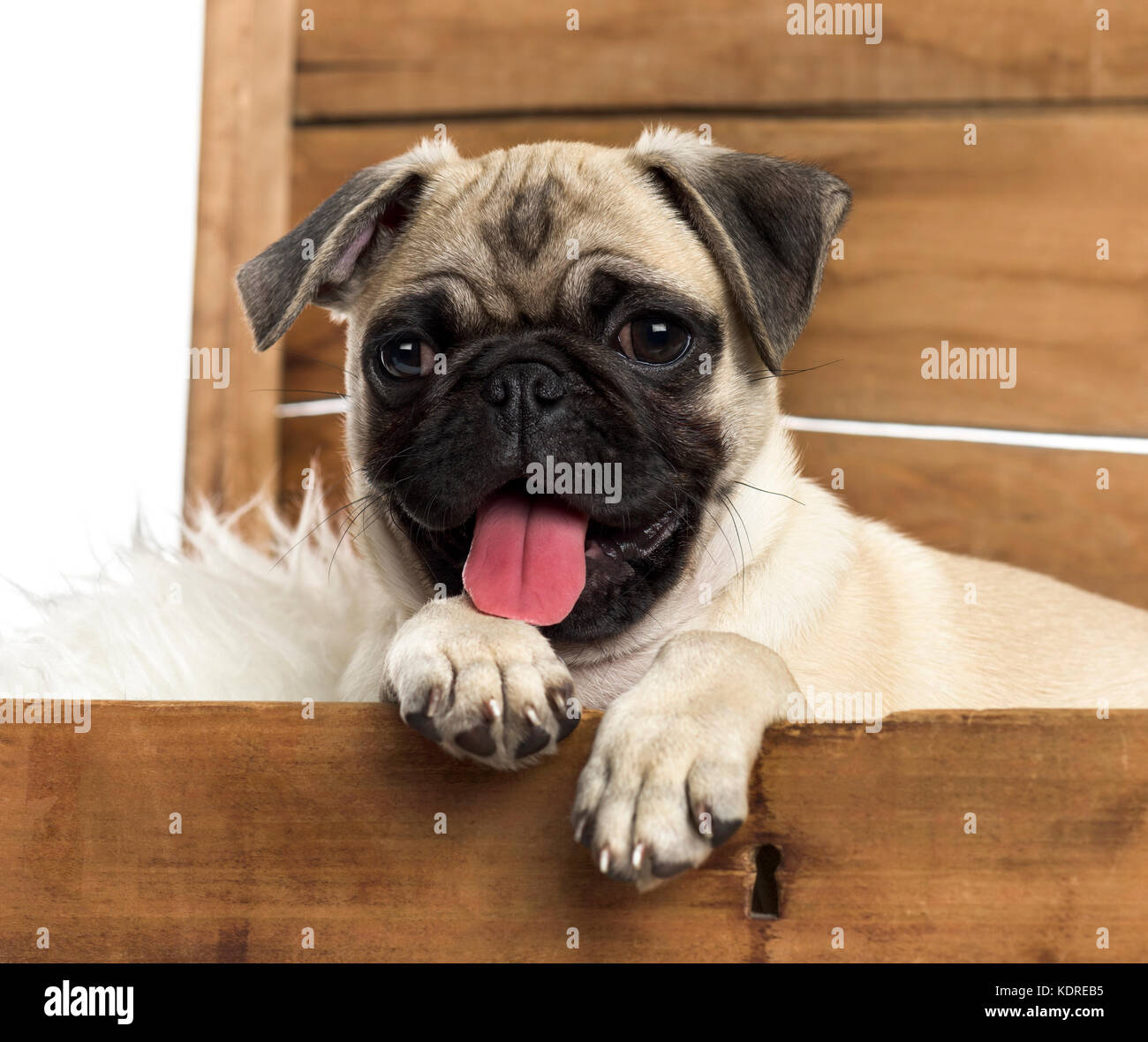 Pug washing its paw in a wooden chest, isolated on white Stock Photo ...