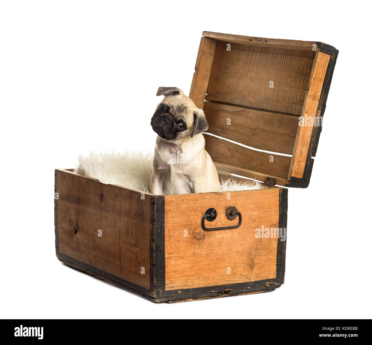 Pug sitting in a wooden chest, isolated on white Stock Photo - Alamy