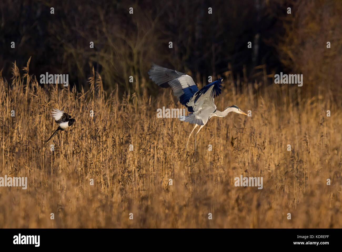 Magpie chasing Grey Heron (Ardea cinerea). Sweden Stock Photo - Alamy