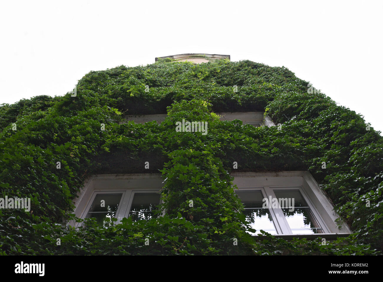 Ivy Covered House Front Stock Photo Alamy
