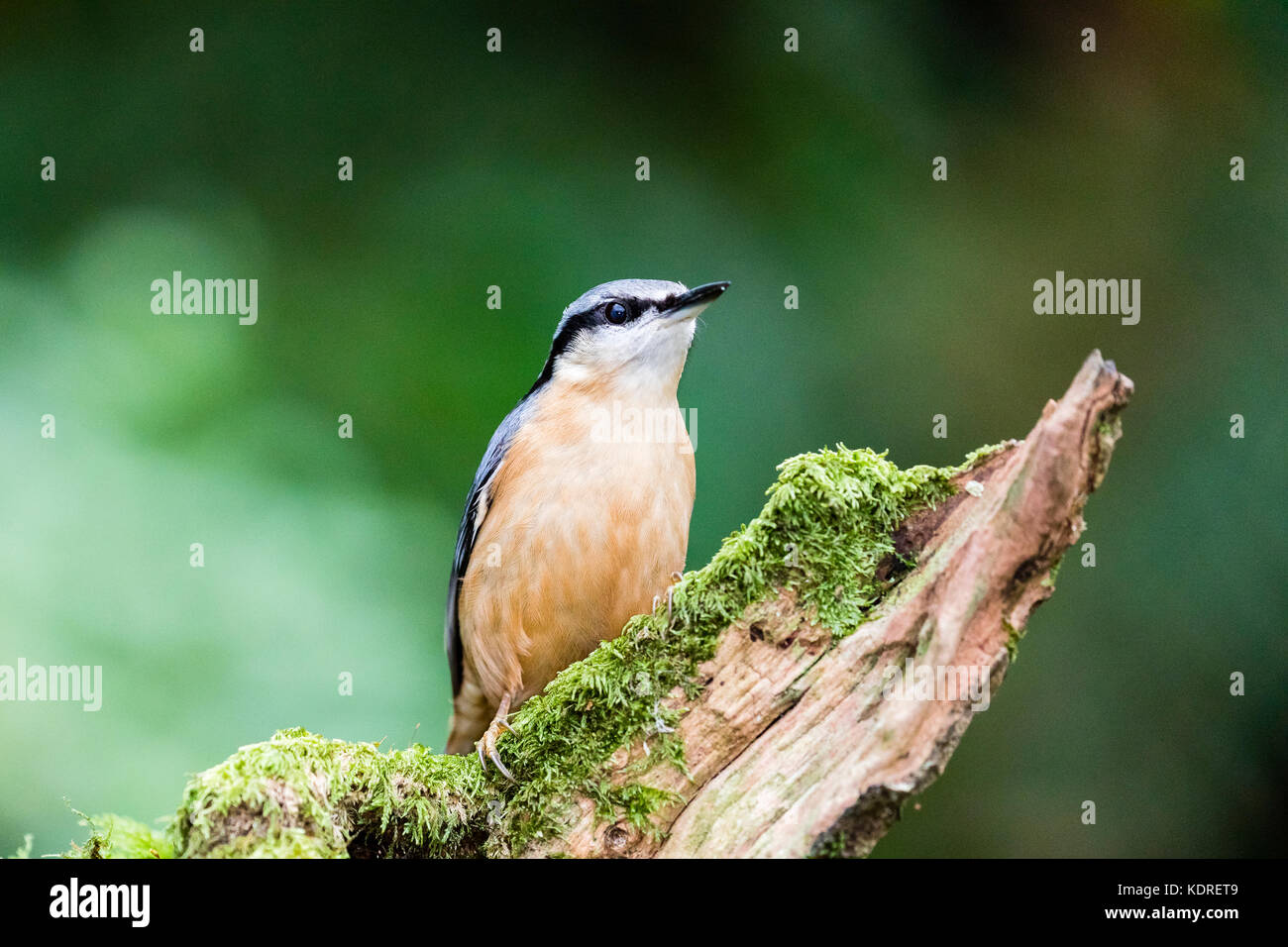 European nuthatch foraging on a cold autumn afternoon Stock Photo - Alamy