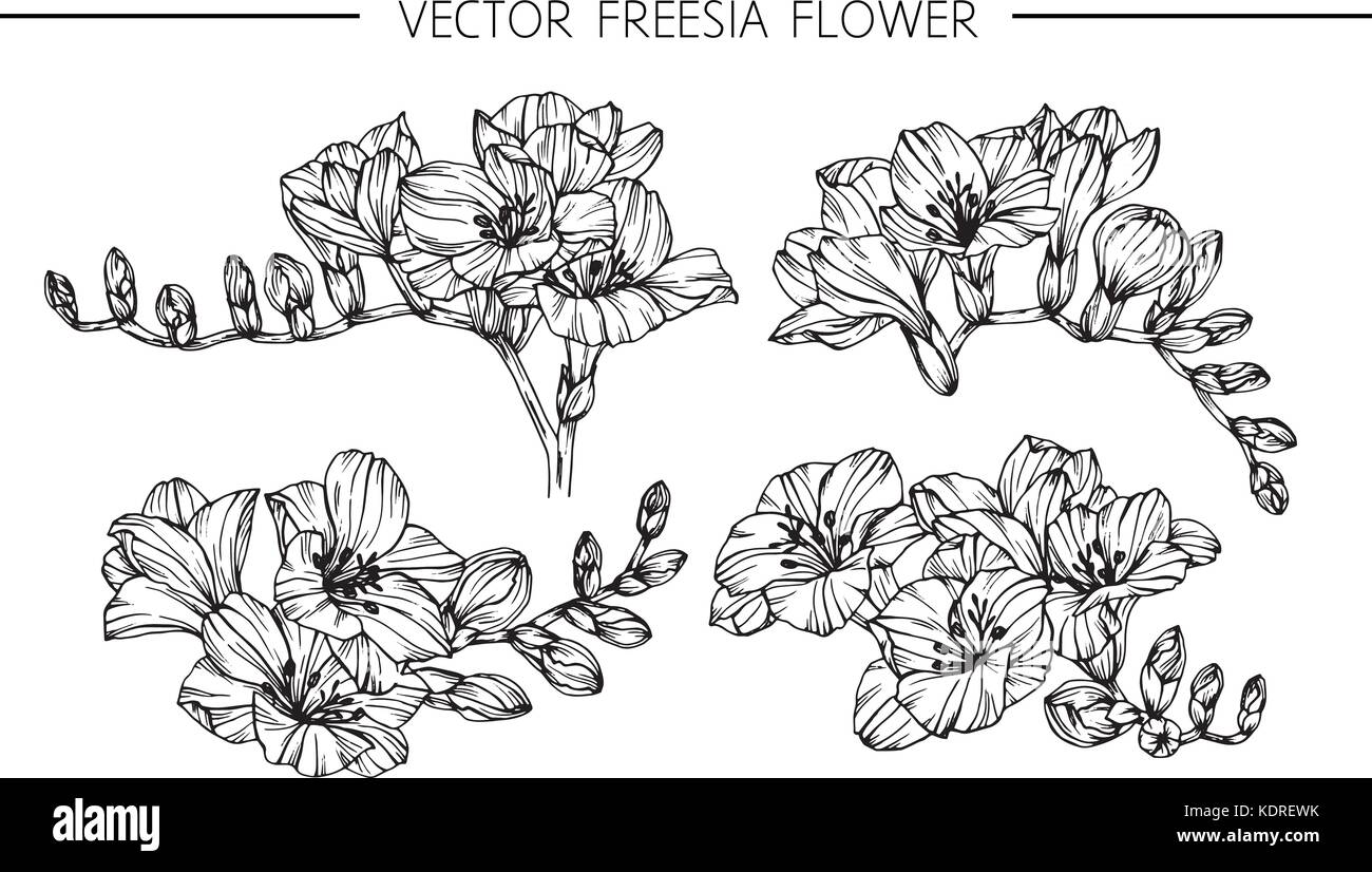 Freesia flower drawing illustration. Black and white with line art ...