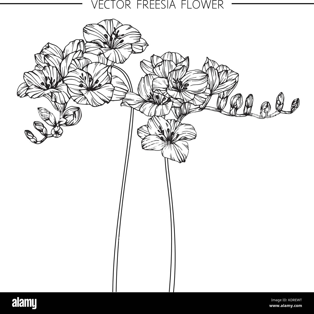 Freesia flower drawing illustration. Black and white with line art ...