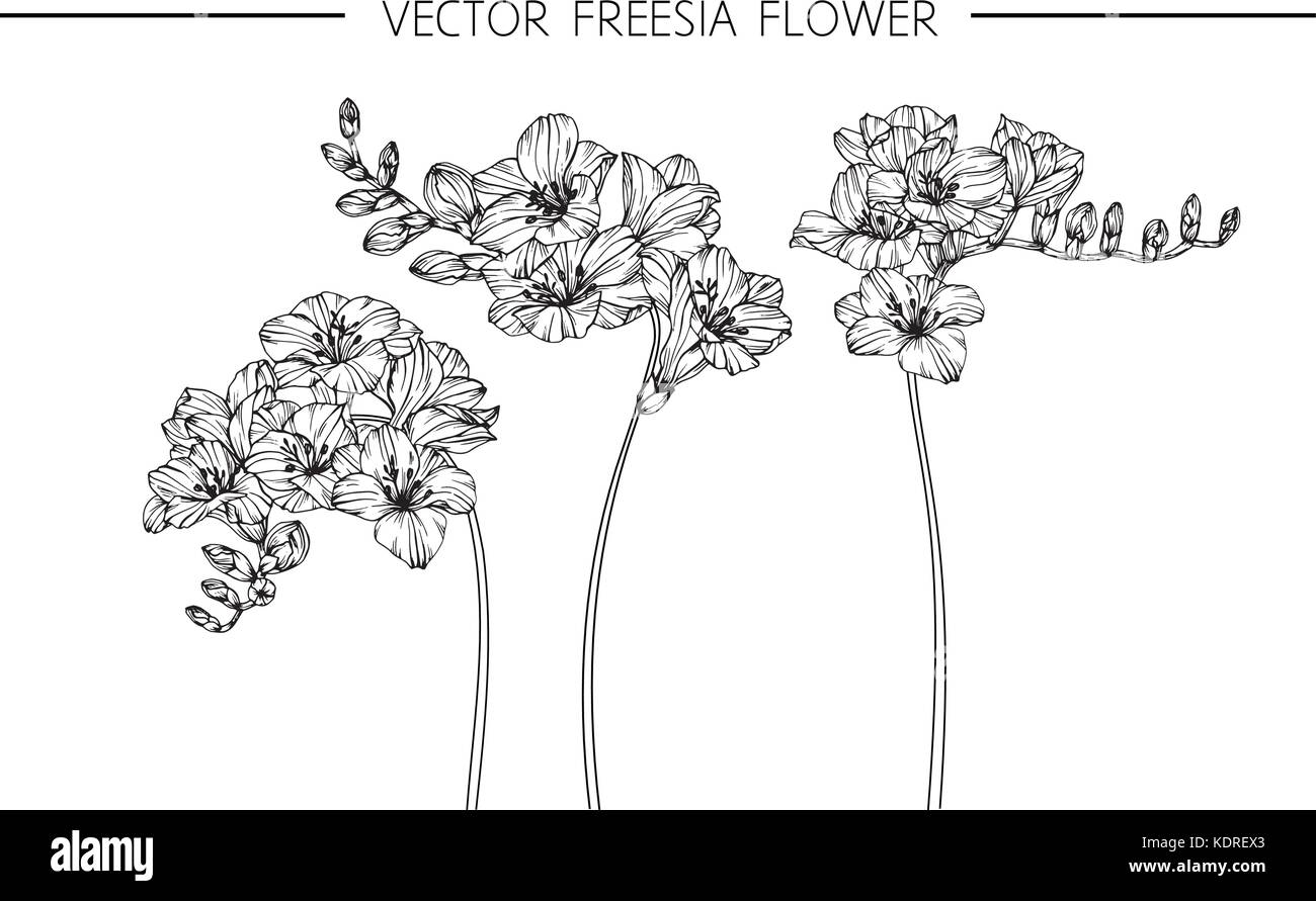 Freesia flower drawing illustration. Black and white with line art ...
