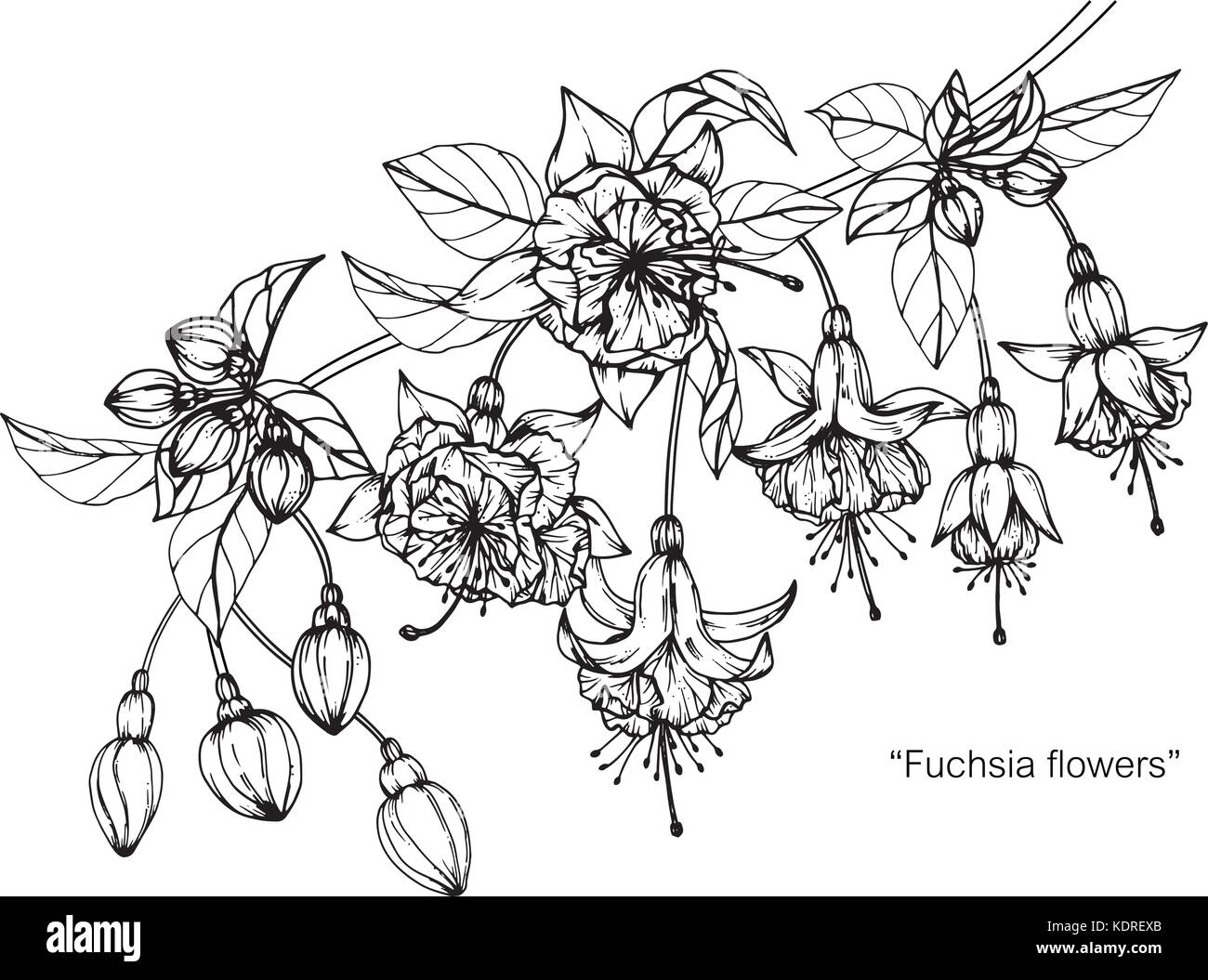 Fuchsia flower drawing illustration. Black and white with line art ...